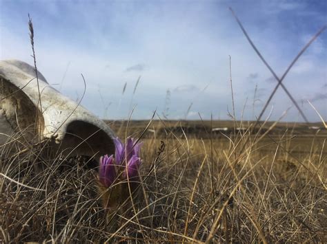 Sabrina Ramey North Dakota Art Gallery Association