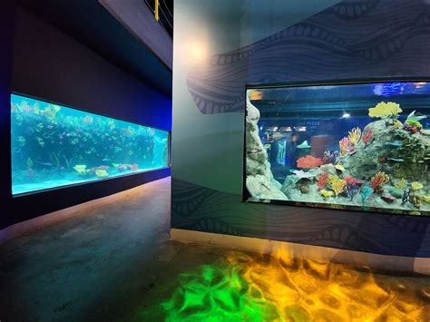 Acuario Michin Especies Marinas Que Podrás Observar En La Cdmx