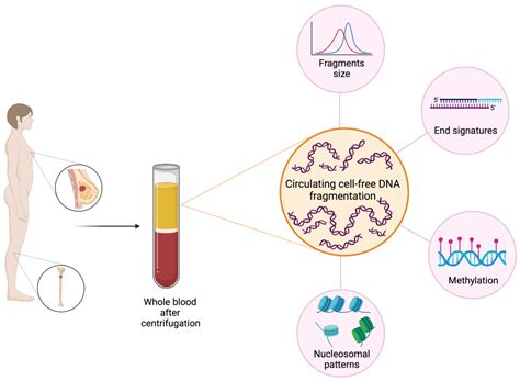 Ijms Free Full Text Cell Free Dna Fragmentomics A Promising