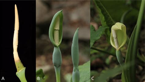 Inflorescence Architecture Of Alocasia Odora A Spadix B Download Scientific Diagram