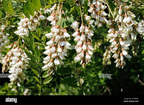 White Acacia Flowers Hanging In Clusters On A Tree Branch With A Green