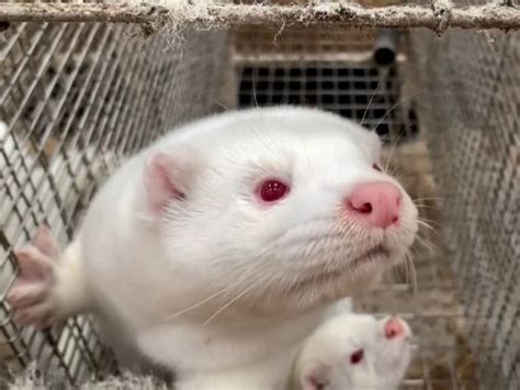 Hannah Jiang Insider