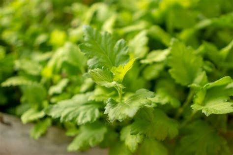 How To Fix 6 Common Celery Growing Problems 2025 Guide