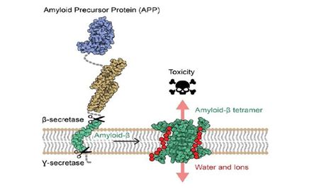 Atomic Structure Of Aβ Protein Assemblies Revealed Technology Networks
