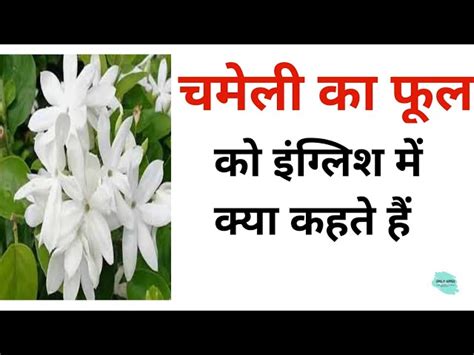 Chameli Ka Phool In English