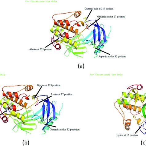Pdf Prediction Of A Highly Deleterious Mutation E17k In Akt 1 Gene