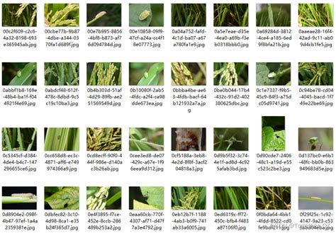 基于yolov5开发构建农林作物害虫检测识别分析系统yolo 虫害数据集 Csdn博客