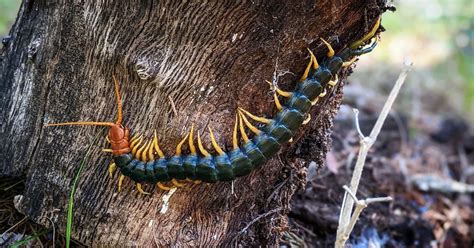 What Plants Do Centipedes Eat At Arnetta Parker Blog