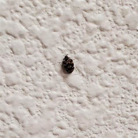 Finding These Beetle Type Bugs In My House They Play Dead When They Are Touched R Whatsthisbug