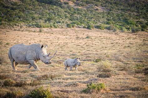 Education Global Conservation Force