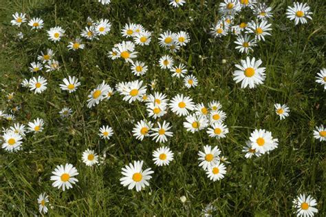 Health Benefits Of Oxeye Daisy Health Benefits
