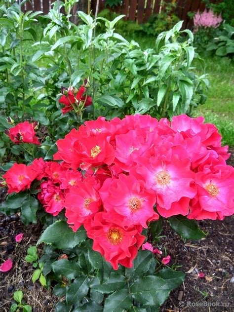 Галерея Anna Mege ® Masanme Энциклопедия роз