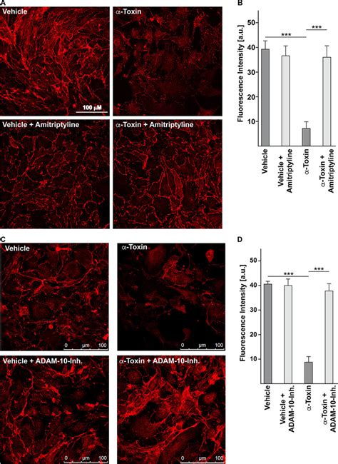 S Aureus Alpha Toxin Induces A Degradation Of Tight Junctions In Download Scientific Diagram