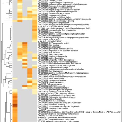 Heatmap Of Overrepresented Go Categories And Molecular Pathways Of The