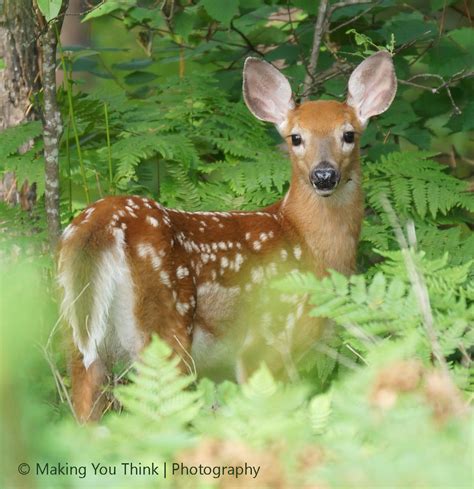 Strong White Tailed Deer