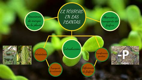El FÓsforo En Las Plantas By Fujoshi Park On Prezi