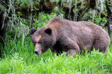 Adorable Oso Grizzly Ursus Arctos Horribilis Caminando Sobre La Hierba