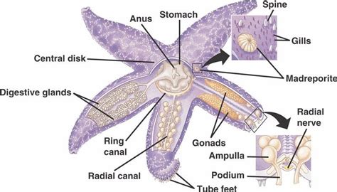 Lab Final Starfish External Anatomy Diagram Quizlet
