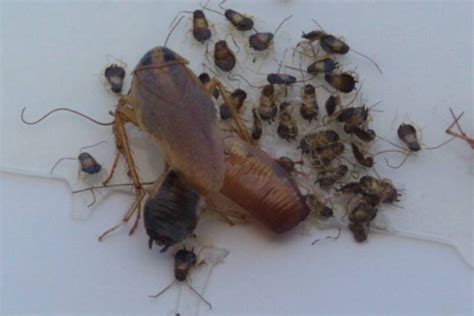 Todds Pest Control Pictures And Coupons