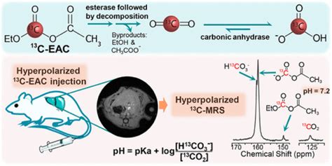 Hyperpolarized 13c And Metabolic Imaging Sherry Lab