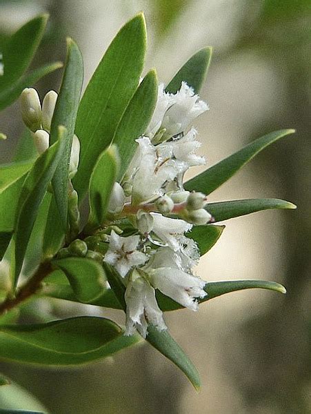 Leucopogon Parviflorus