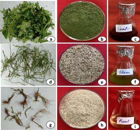 Figure 1 From Phytochemical Screening And Antimicrobial Activity Of The Plant Extracts