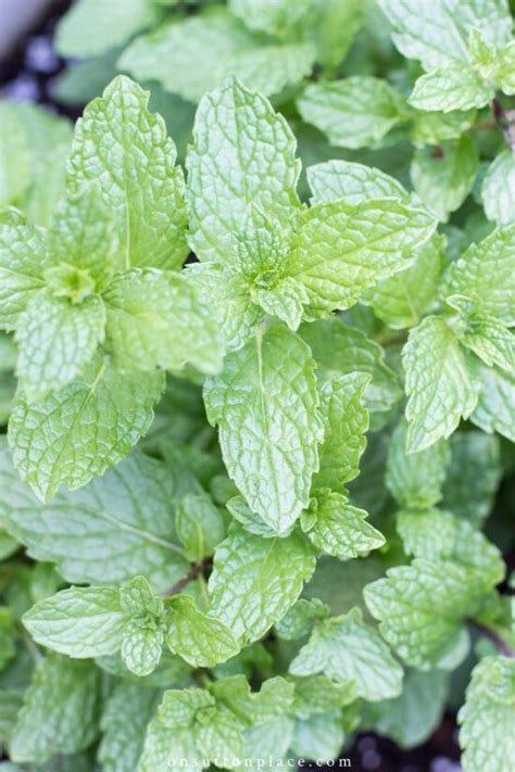 29 Different Types Of Mint Plants With Pictures Identification Guide Artofit