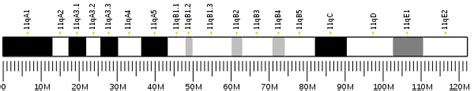 PLD2 - Wikipedia