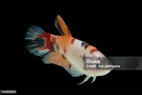 다채로운 베타 물고기 아름다운 샴 싸우는 물고기 멋진 베타 화려한 네모를 검은 배경에 0명에 대한 스톡 사진 및 기타 이미지 0명 감금 상태 검정색 배경 Istock