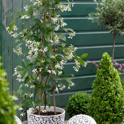 Cordon Fruit Trees Shop Uk Grown Pillar Trees Roots Plants