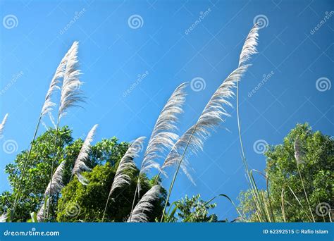 Kans Grass Stock Image Image Of Flora Kans Grass Spontaneum 62392515