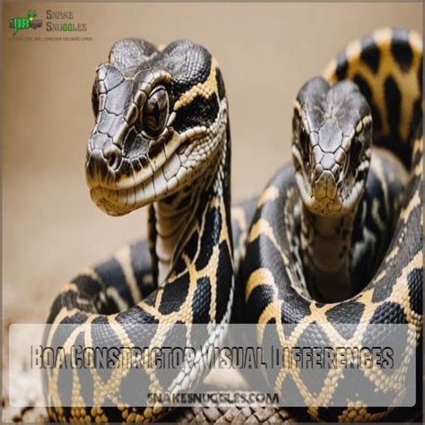 Boa Constrictor Vs Python 10 Key Differences You Need To Know 2024