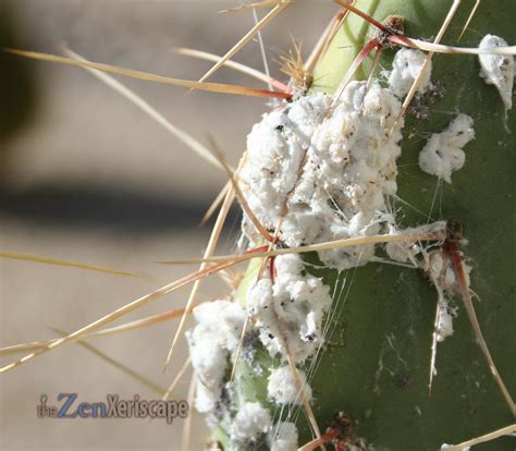 How To Eliminate Cochineal Insect Infestations