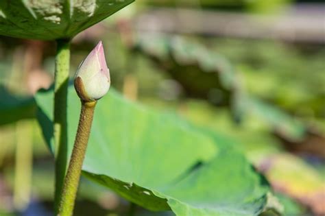 Page 32 Soybean Plant Images Free Download On Freepik