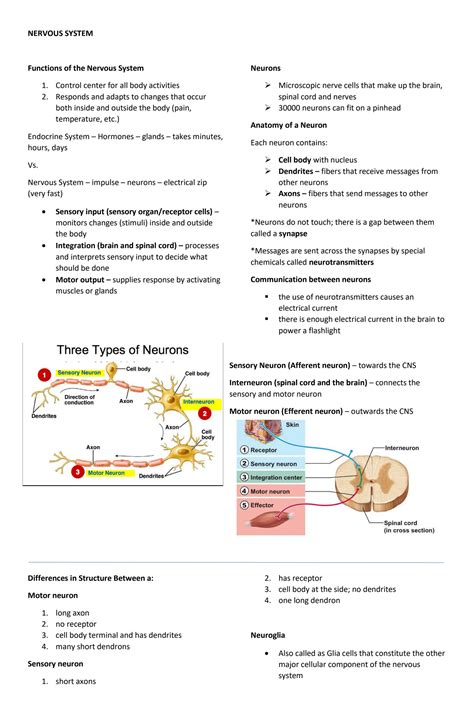 SOLUTION Nervous System Anatomy Studypool