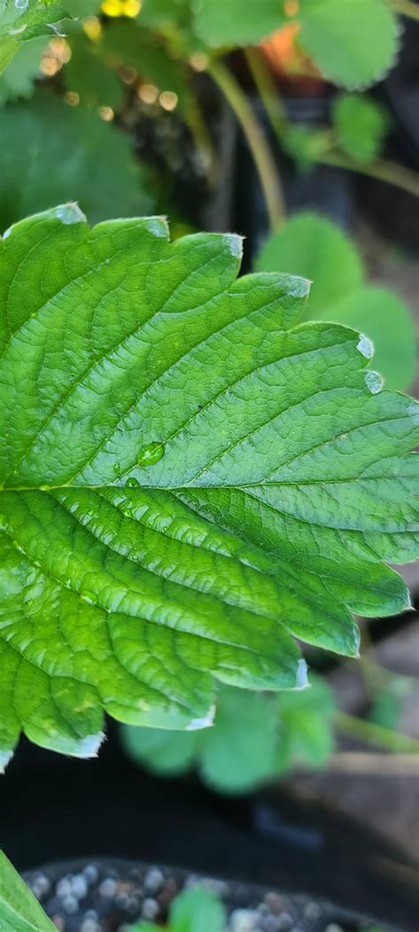 Is This Powdery Mildew On My Strawberry Leaves R Vegetablegardening
