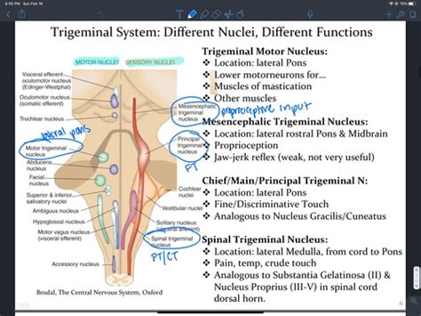 Drz Trigeminal System Flashcards Quizlet