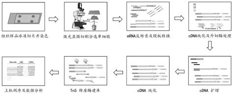 Novel Single Celled Spatial Transcriptome Technology For Tissue