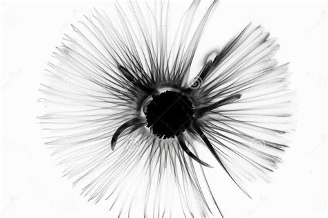 Abstract Illustration Of A Beautiful Natural Floral Shape In Transparency Isolated Over A Clean