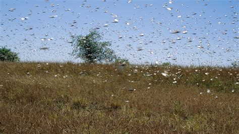 Grasslands Threats And Solutions Facts And Information National