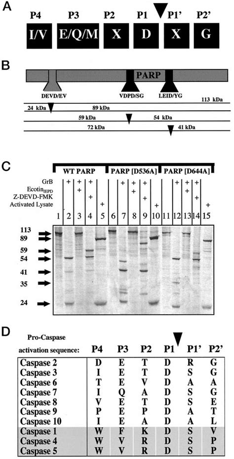 Biological Significance Of Granzyme B P4 P2 Substrate Specificity A