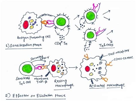 The Delayed Type Hypersensitivity A Cell Mediated Response Discover