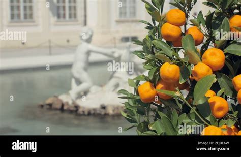 Cupids Garden Stock Videos And Footage Hd And 4k Video Clips Alamy