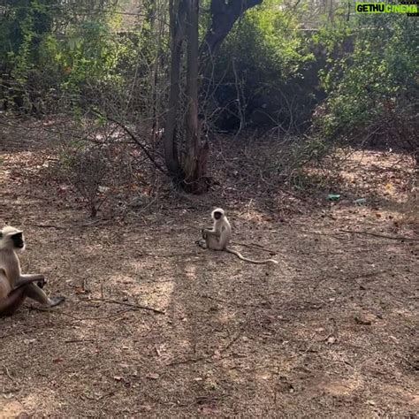 Pallavi Das Gethu Cinema