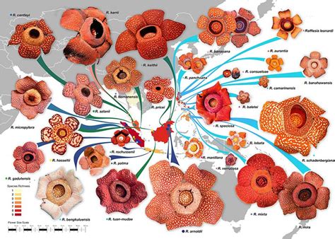 Rafflesia Flowers Are Now On The Brink Of Extinction Malaysia Plants