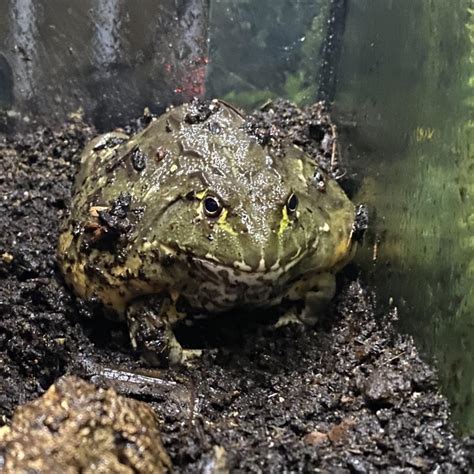 My Boyfriends Pixie Frog Rfrogs