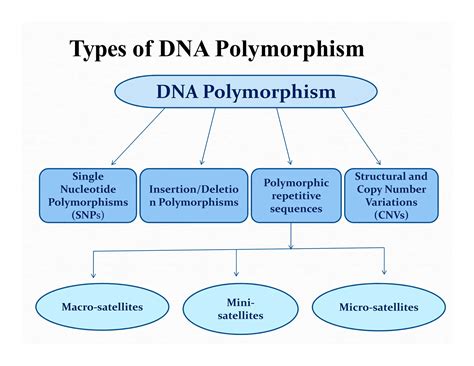 Topic Polymorphism At Dna Level Cytogenetics Pdf