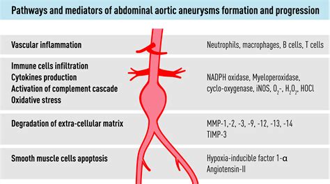 What Causes Enlarged Aortic Root