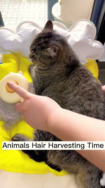 Foryou Kitty Kittycat Cats Catlover Cat Cleaning Youtubeshorts