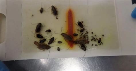 Cockroach Infested Restaurant Shut Down After Insects Found Crawling
